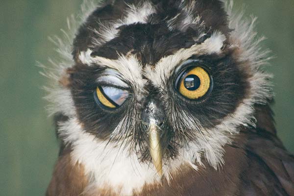 spectacled owl winking - The Feather Lady