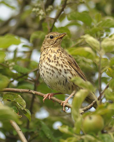 thrush - The Feather Lady